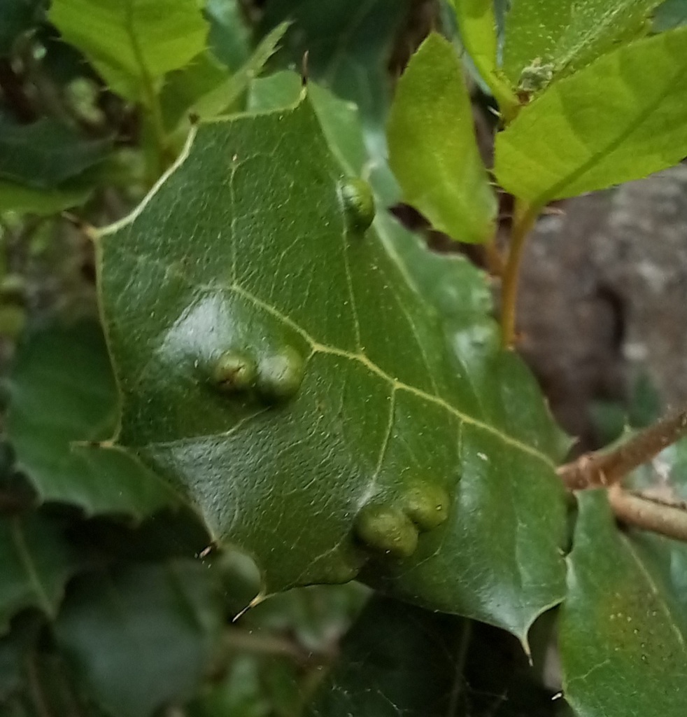 Holm Oak Felt Gall Mite from Parque Florestal de Monsanto on March 23 ...