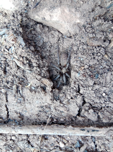 Ischnocolus mogadorensis · iNaturalist