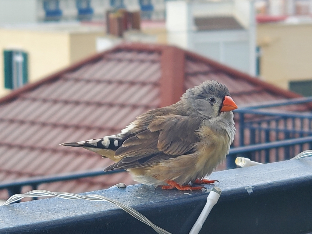 Timor Zebra Finch from Gibraltar GX11 1AA, Gibraltar on May 4, 2021 at ...