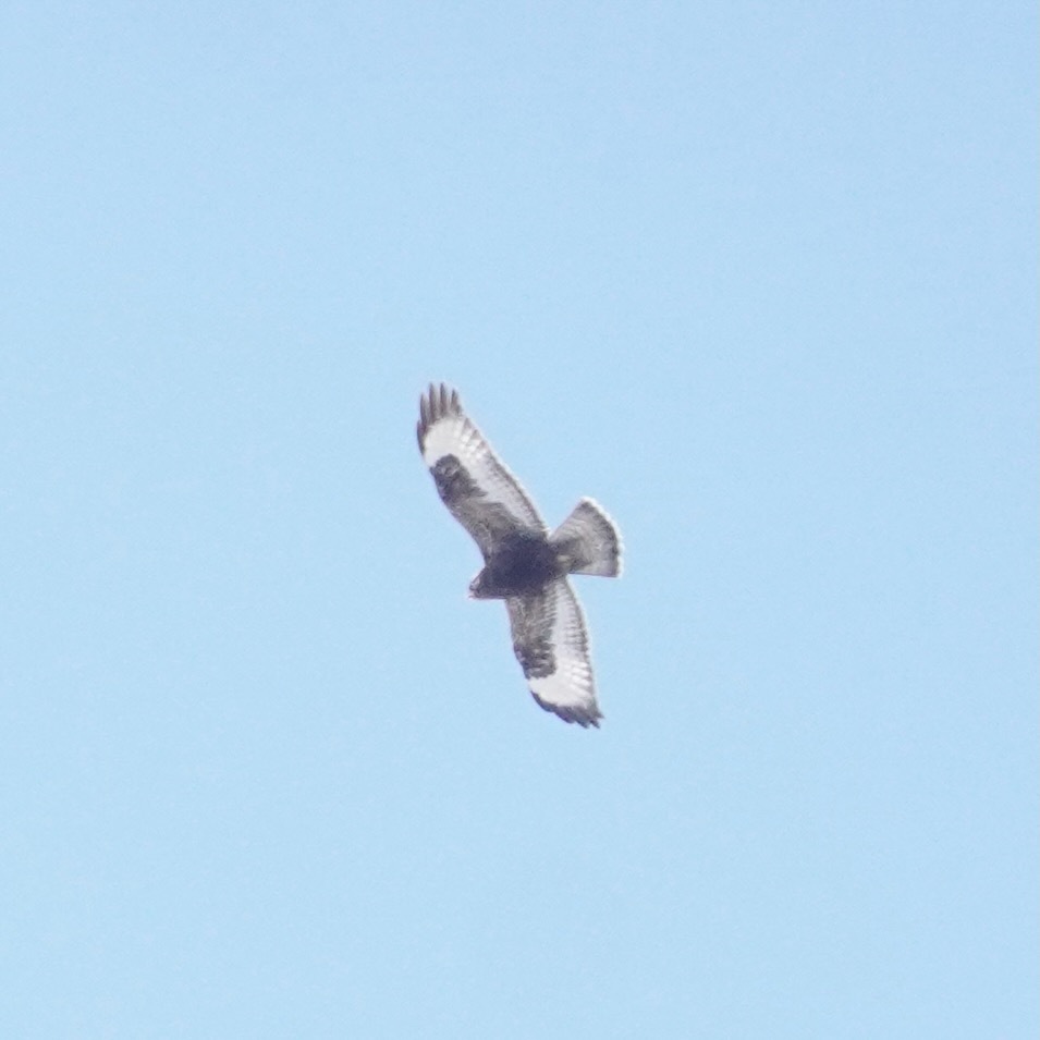 Rough-legged Hawk from Perth County, ON, Canada on March 23, 2024 at 10 ...