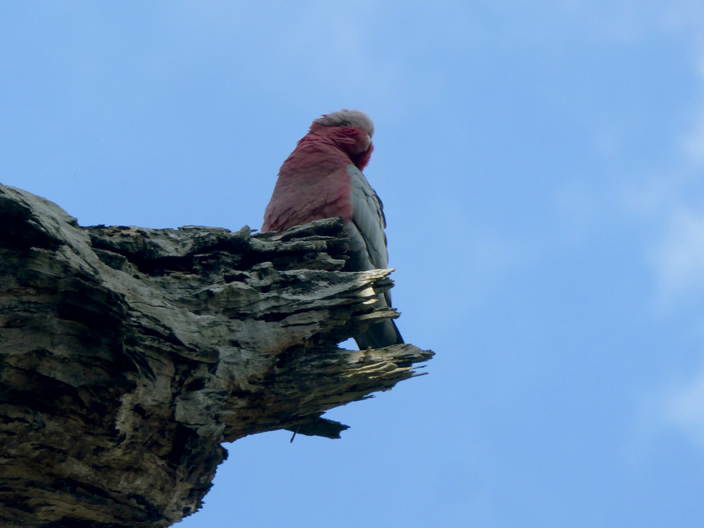 Galah from Gisborne VIC 3437, Australia on March 22, 2024 at 04:55 PM ...
