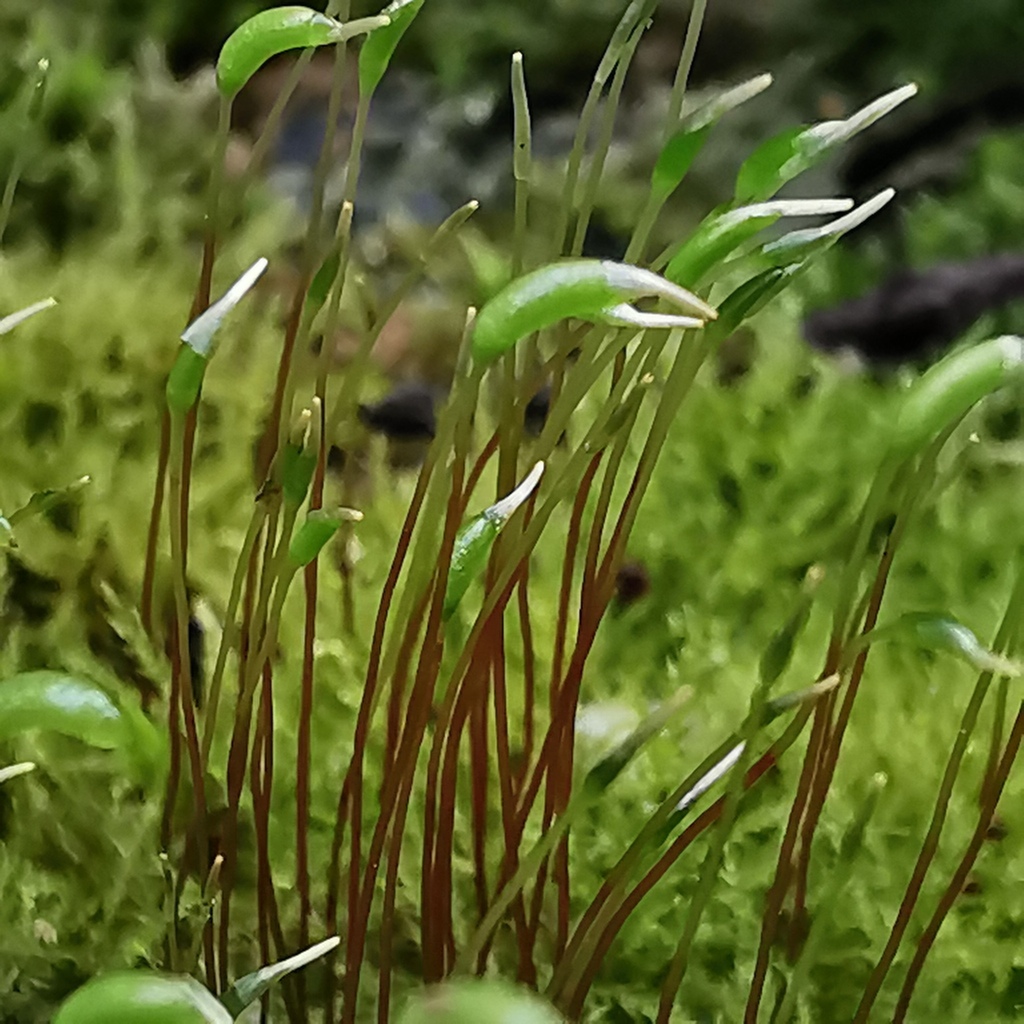 creeping feather-moss from 55 Mainz, Deutschland on March 24, 2024 at ...