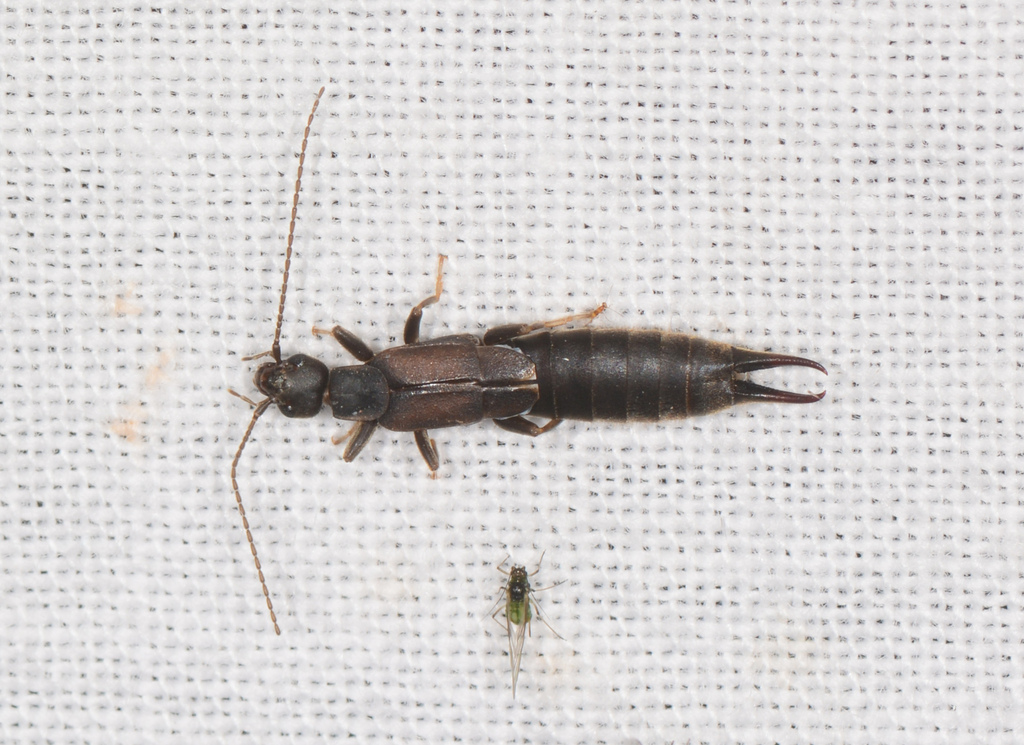 Black Bush Earwig from Trentham VIC 3458, Australia on March 10, 2024 ...