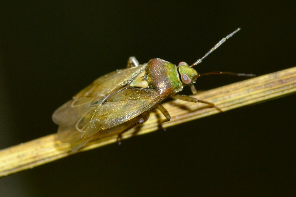 European Tarnished Plant Bug from 91332 Heiligenstadt i.OFr ...