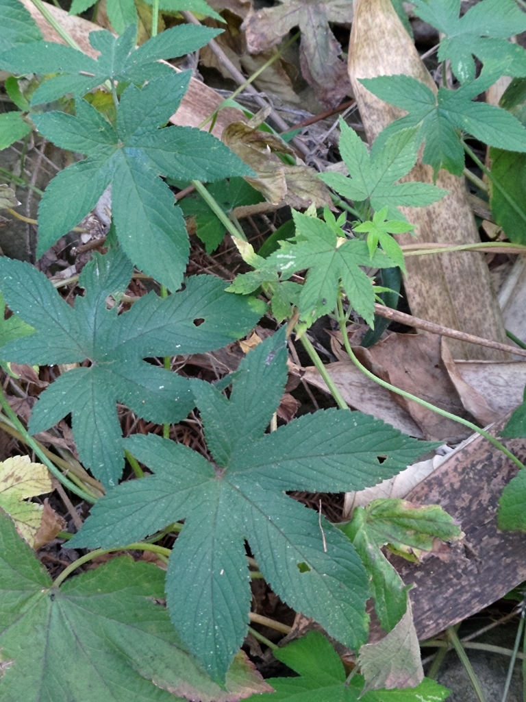 Japanese Hops from Yulin, TW-TA, TW on March 24, 2024 at 05:47 PM by ...