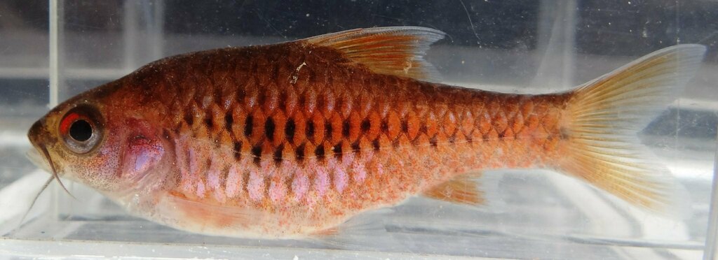 Enteromius chiumbeensis from Mayoko, Republic of the Congo on October 1 ...