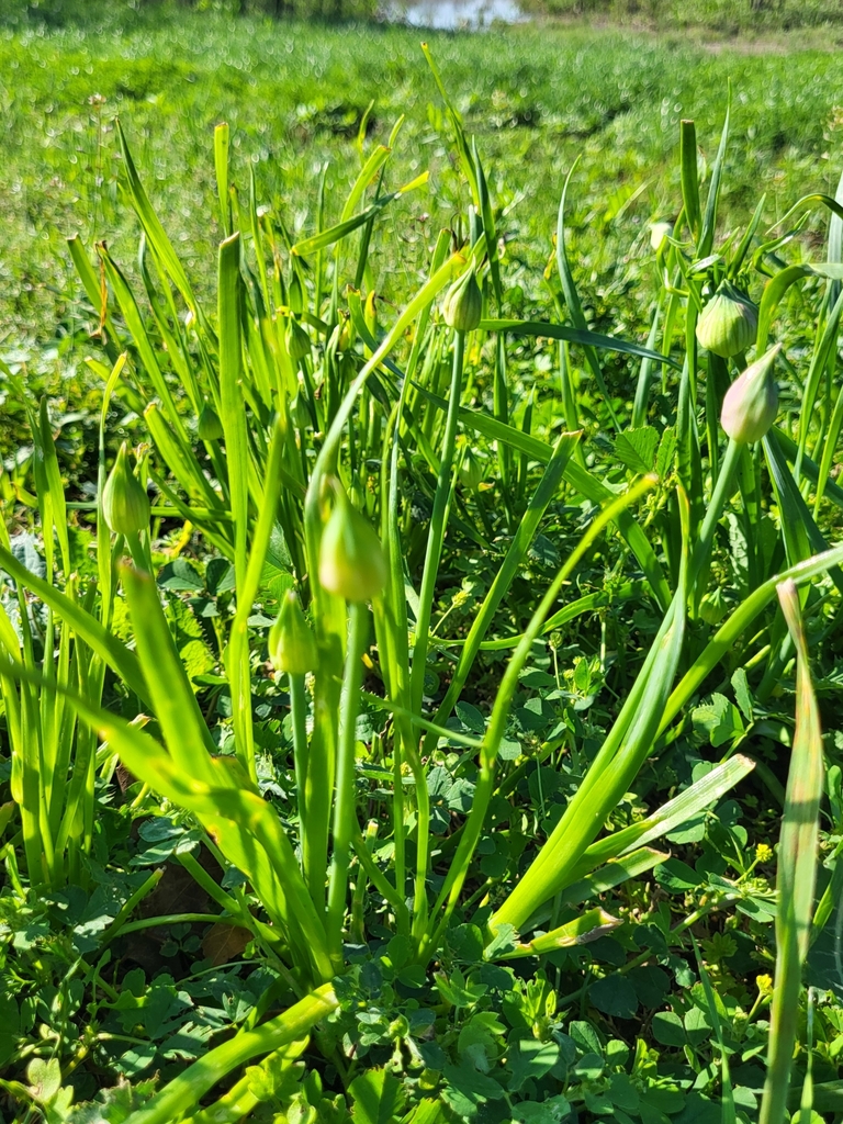 Canadian Meadow garlic from Vickery Meadow, Dallas, TX 75231, USA on ...