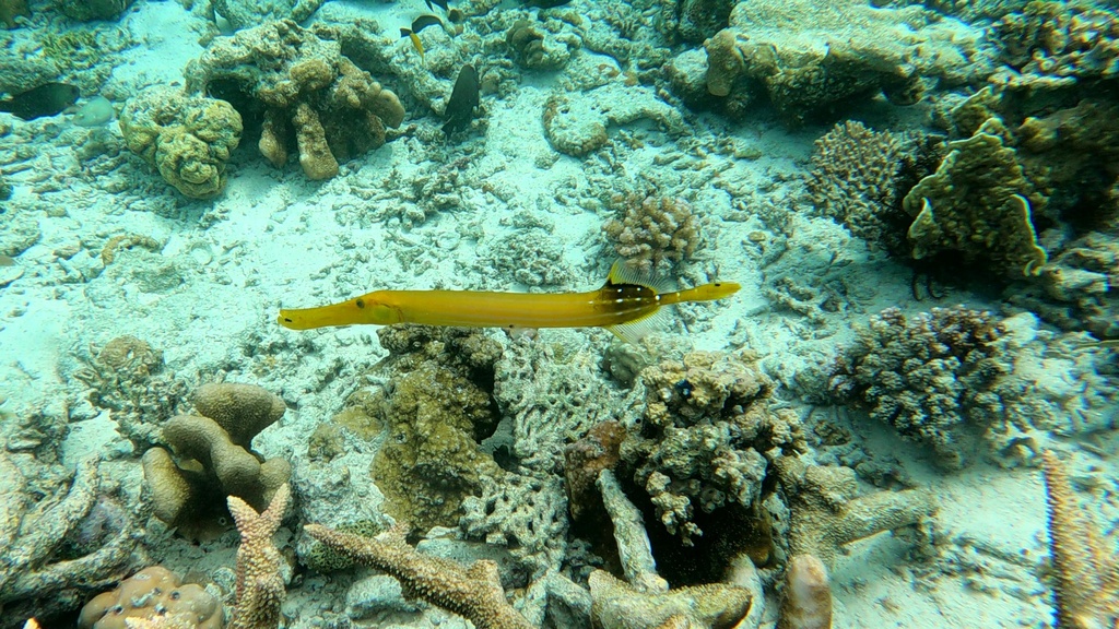 Pacific Trumpetfish from Pandanan Island, Sabah, Malaysia on March 20 ...