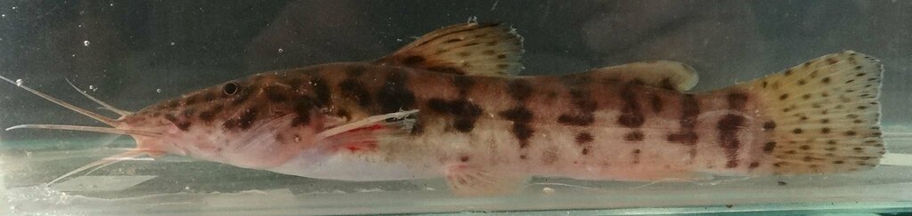 Parauchenoglanis balayi from Mayoko, Republic of the Congo on October ...