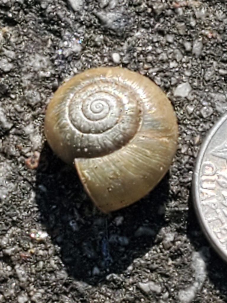 Gray-foot Lancetooth Snail from Greenville, NC, USA on March 24, 2024 ...