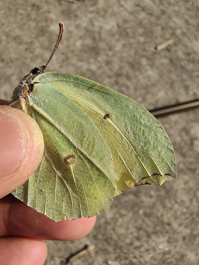 Orange Brimstone from Yichun, CN-JX, CN on March 24, 2024 at 03:41 PM ...