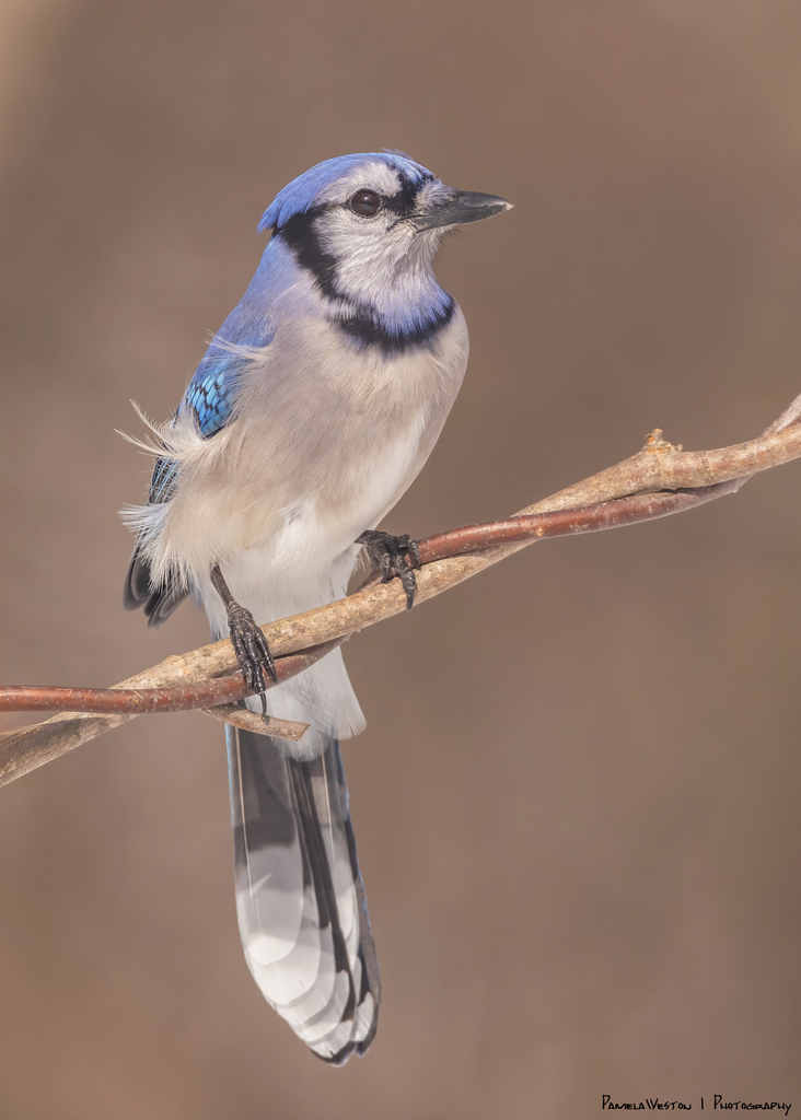 Blue Jay from Lanark County, ON, Canada on March 23, 2024 at 06:44 PM ...