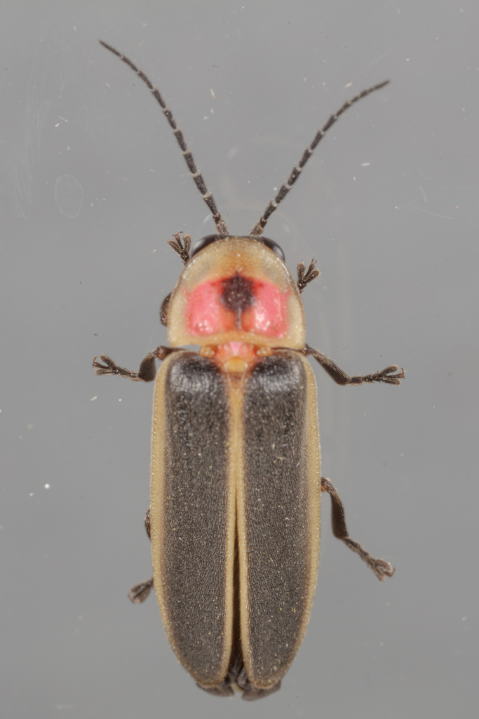 Photinus from Wooten, Austin, TX, USA on March 23, 2024 at 08:24 PM by ...