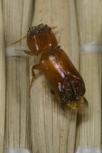 género Octodesmus · NaturaLista Colombia