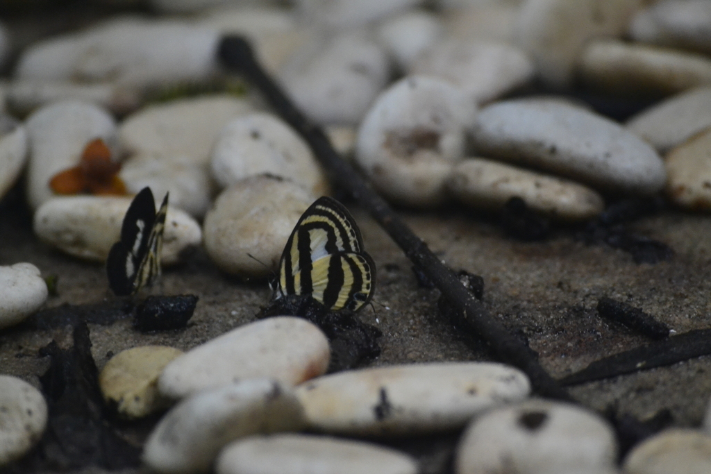 Discolampa ilissus from 6GXR+59X Air Terjun Saluopa, Leboni, Pamona ...