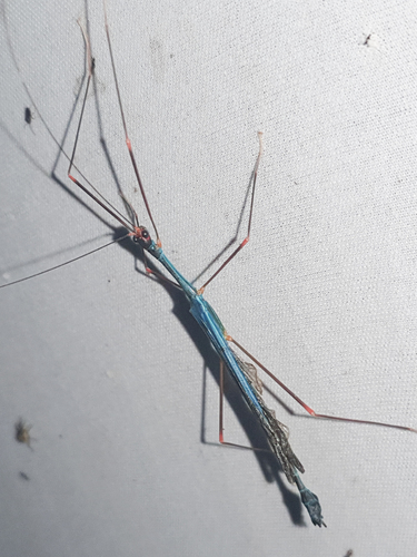 Genus Neonescicroa · iNaturalist