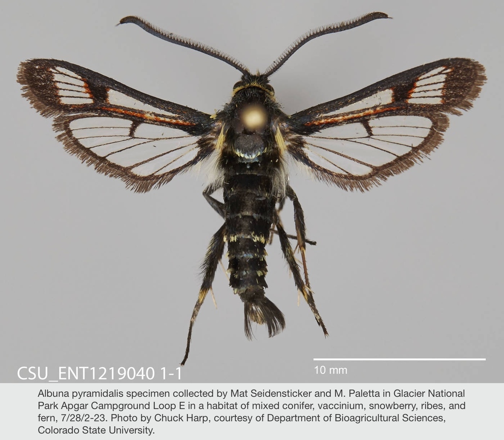 Fireweed Clearwing Moth (Glacier National Park Butterflies and Moths ...