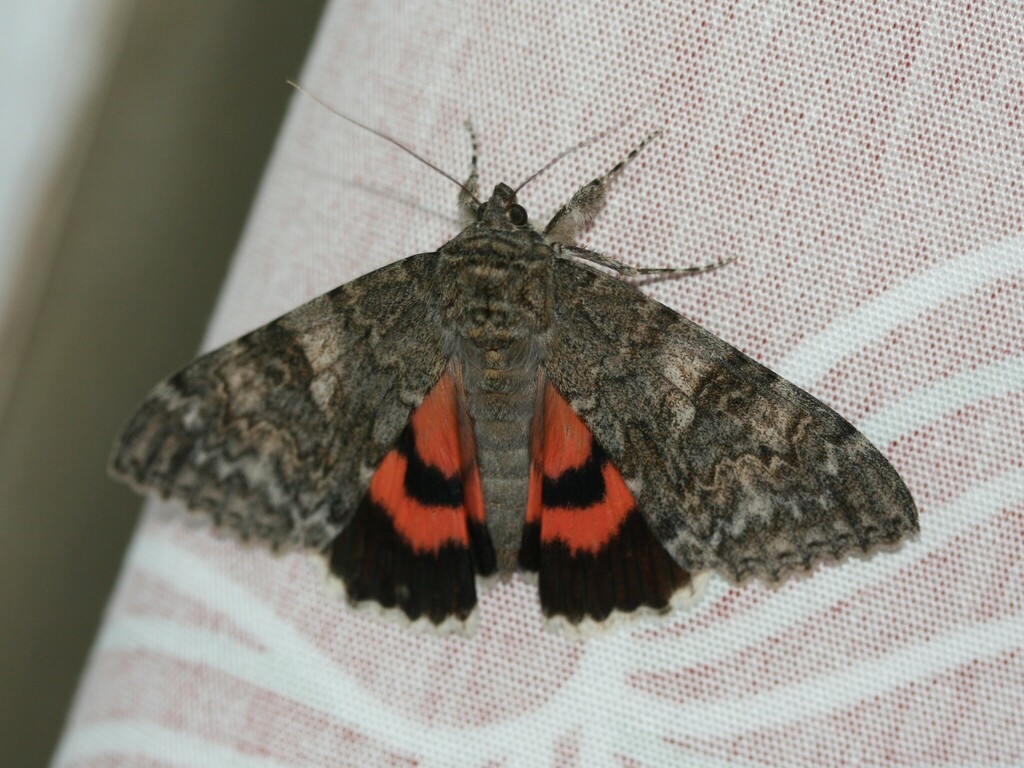 Red Underwing from Юго-Западный административный округ, Москва, Россия ...