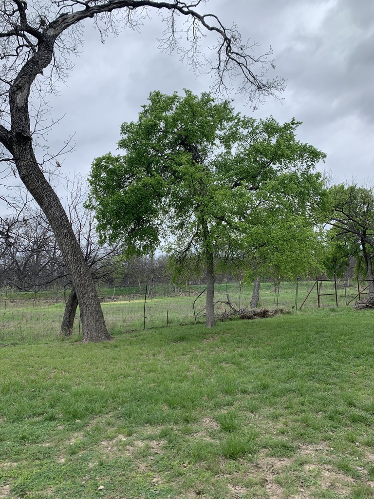 Texas live oak from Junction, TX, US on March 24, 2024 at 10:40 AM by ...