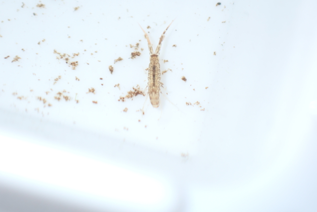 Aoridae in March 2024 by Yui Hong Chiu · iNaturalist