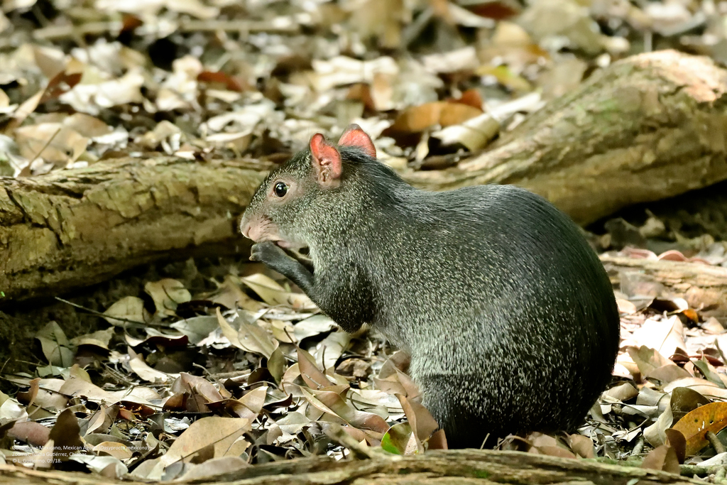 Mexican Agouti in April 2019 by cbc-17b0710001v0320 · iNaturalist