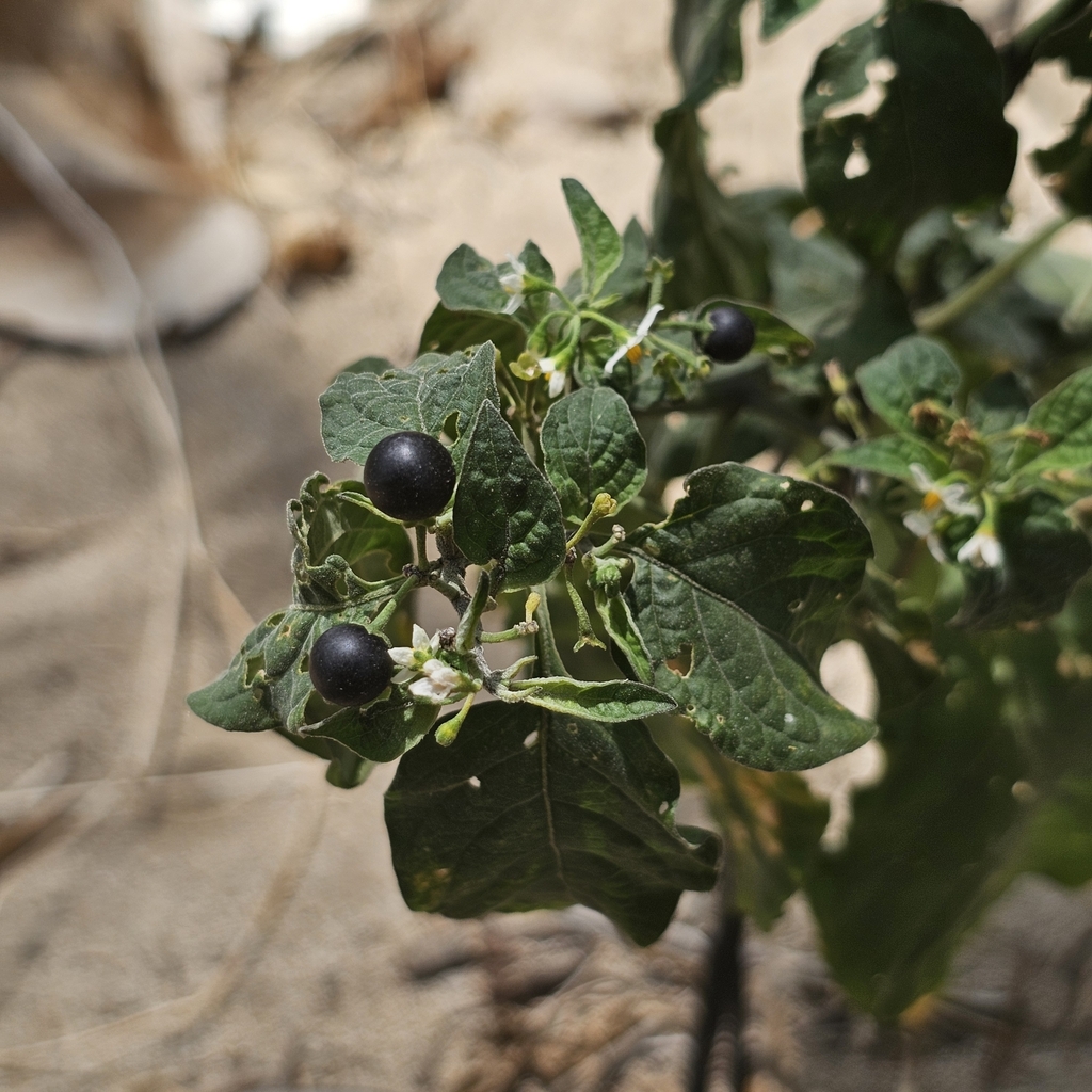 black nightshade from JWGJ+PQ8, Saboga, Panamá on March 24, 2024 at 11: ...