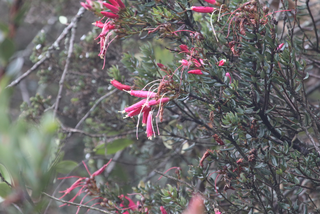 Bejaria resinosa from Santa Fe, Bogotá, Bogota, Colombia on February 17 ...