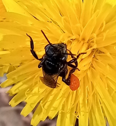 Spiny-legged Stingless bee from Avenida De Ligação Nova Lima - Minas ...