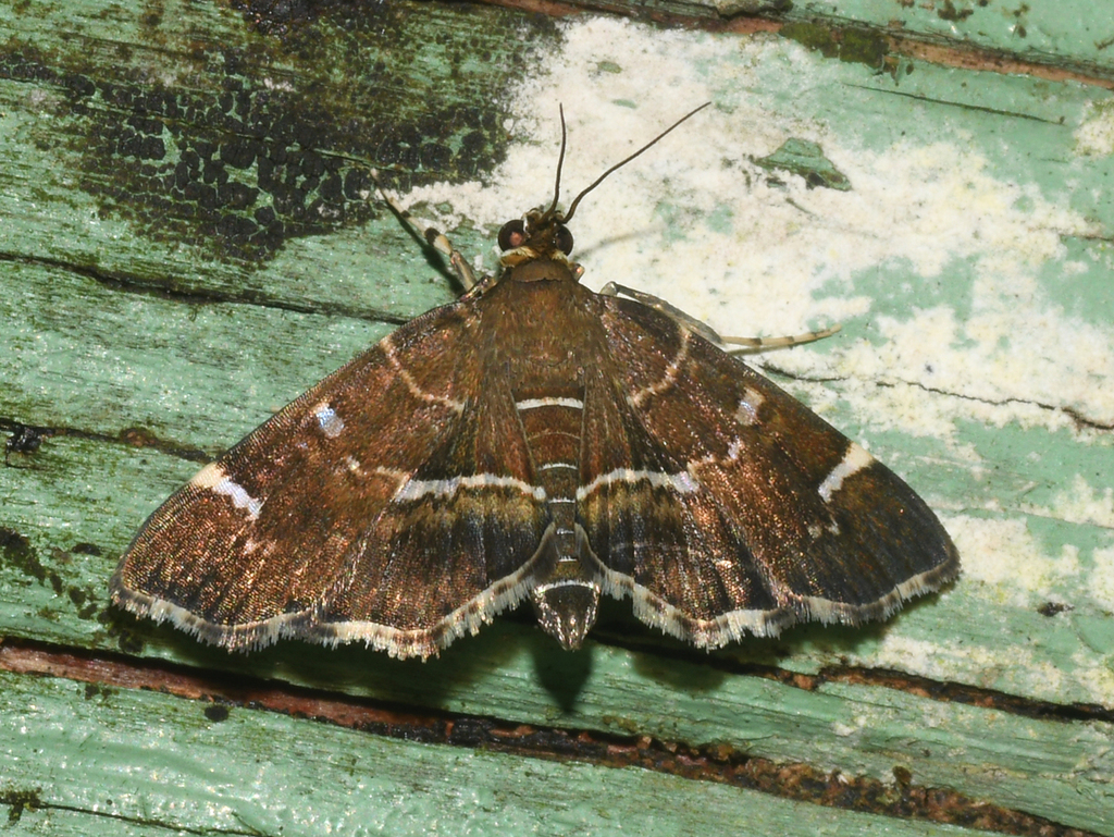 Spotted Beet Webworm Moth from St. Andrew Parish, Jamaica on March 18 ...