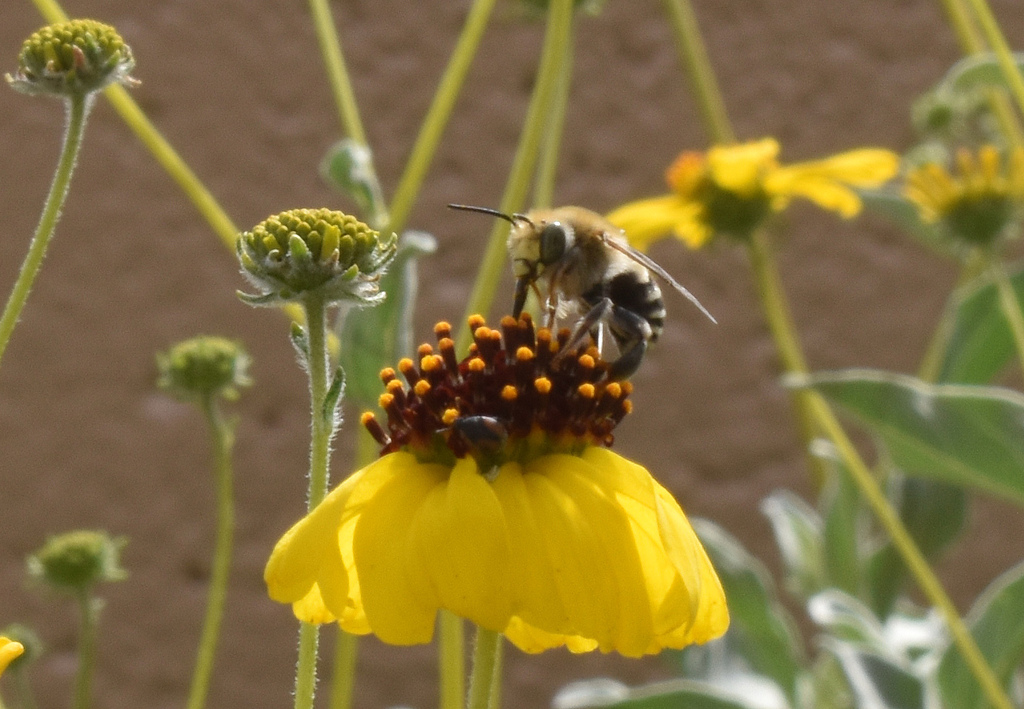 California Digger Bee from Sun City West, AZ, USA on March 23, 2024 at ...
