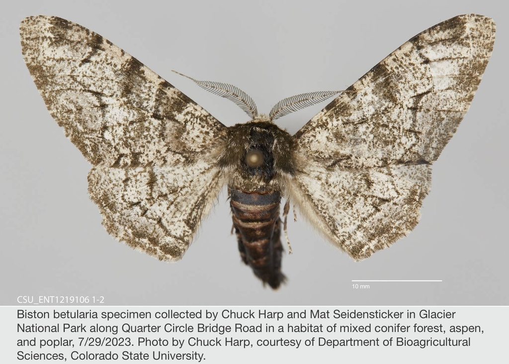 Peppered Moth (Glacier National Park Butterflies and Moths) · iNaturalist