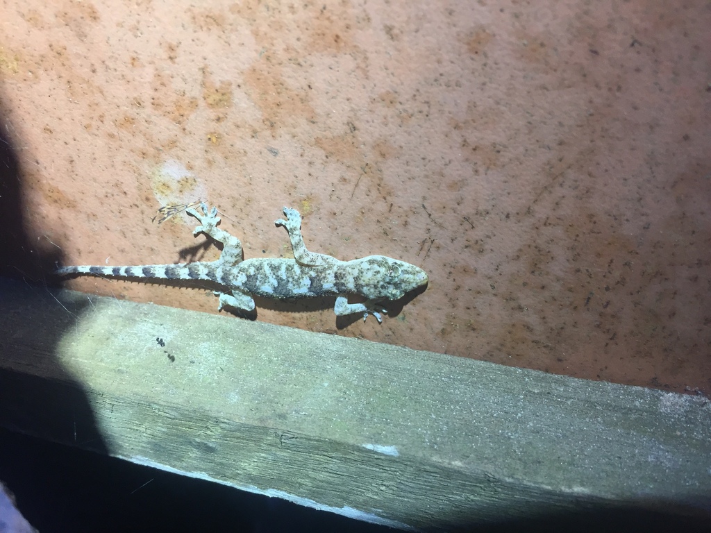 Tropical House Gecko from Pimenta Bueno - State of Rondônia, 76970-000 ...