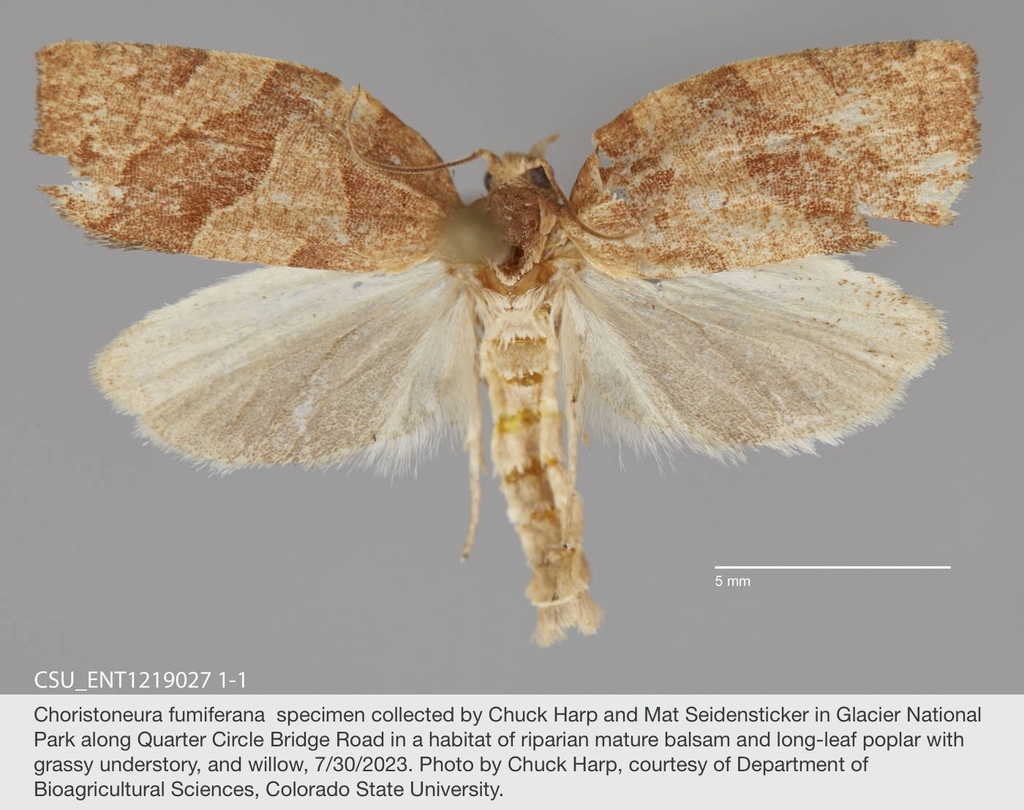 Spruce Budworm Moth (Glacier National Park Butterflies and Moths) · iNaturalist