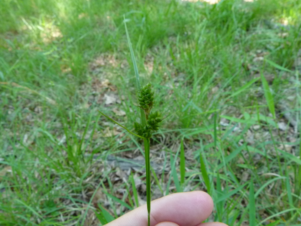 Hirsute Sedge (Nash Prairie Plants List) · iNaturalist