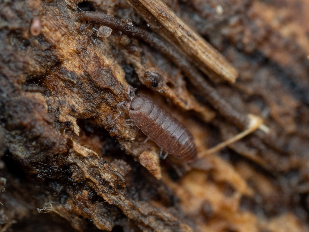 Common Pygmy Woodlouse in March 2024 by Sam Ebdon · iNaturalist