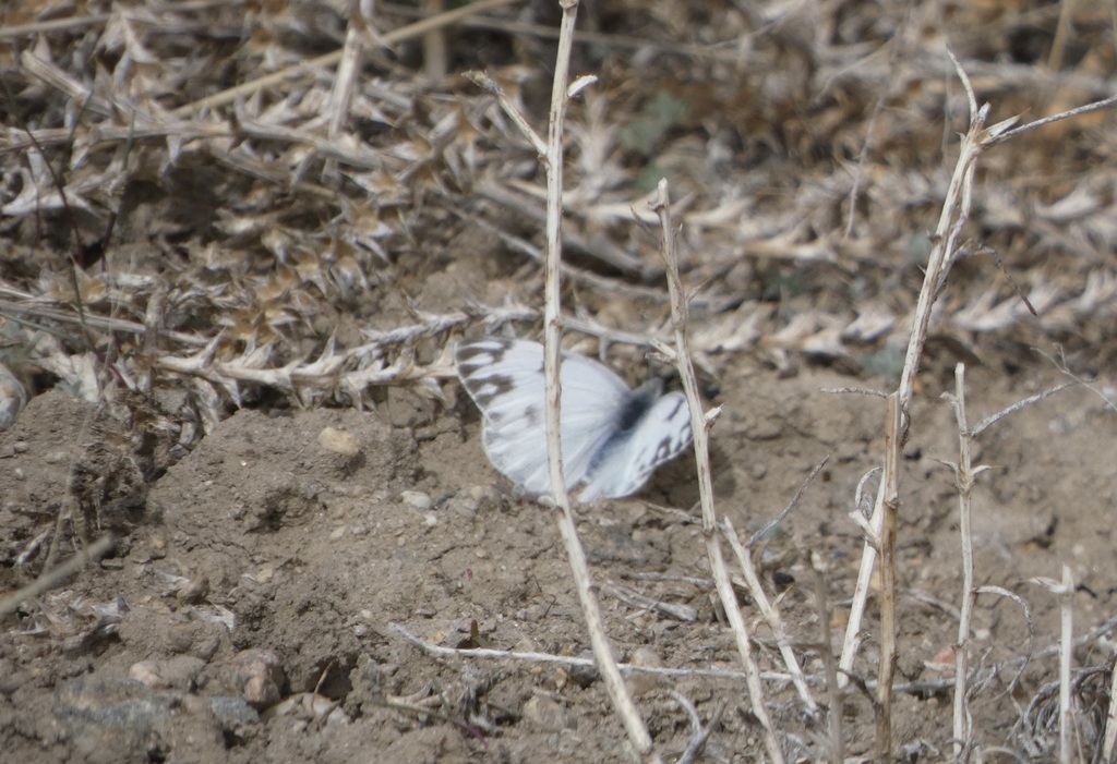 Checkered White from Longmont, CO, USA on March 23, 2024 at 02:13 PM by ...