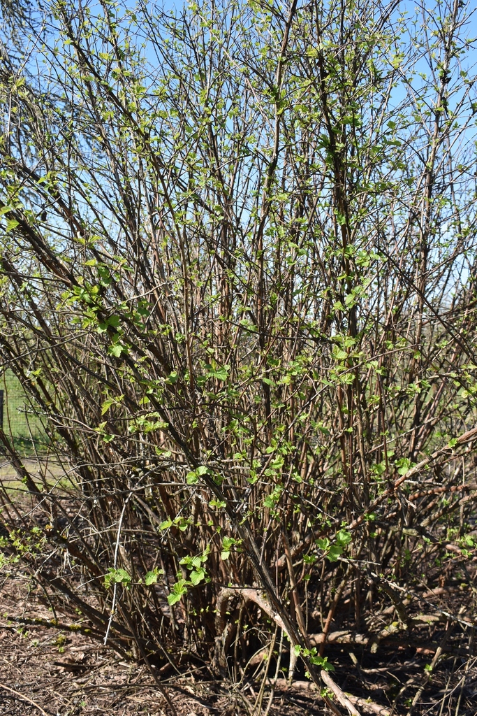 Pacific ninebark from FBP Native Plant Nursery, Eugene, OR 97405 ...