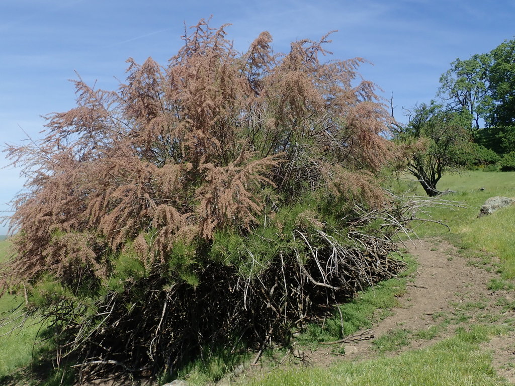 saltcedar from Sunol Regional Wilderness, Alameda, California, United ...