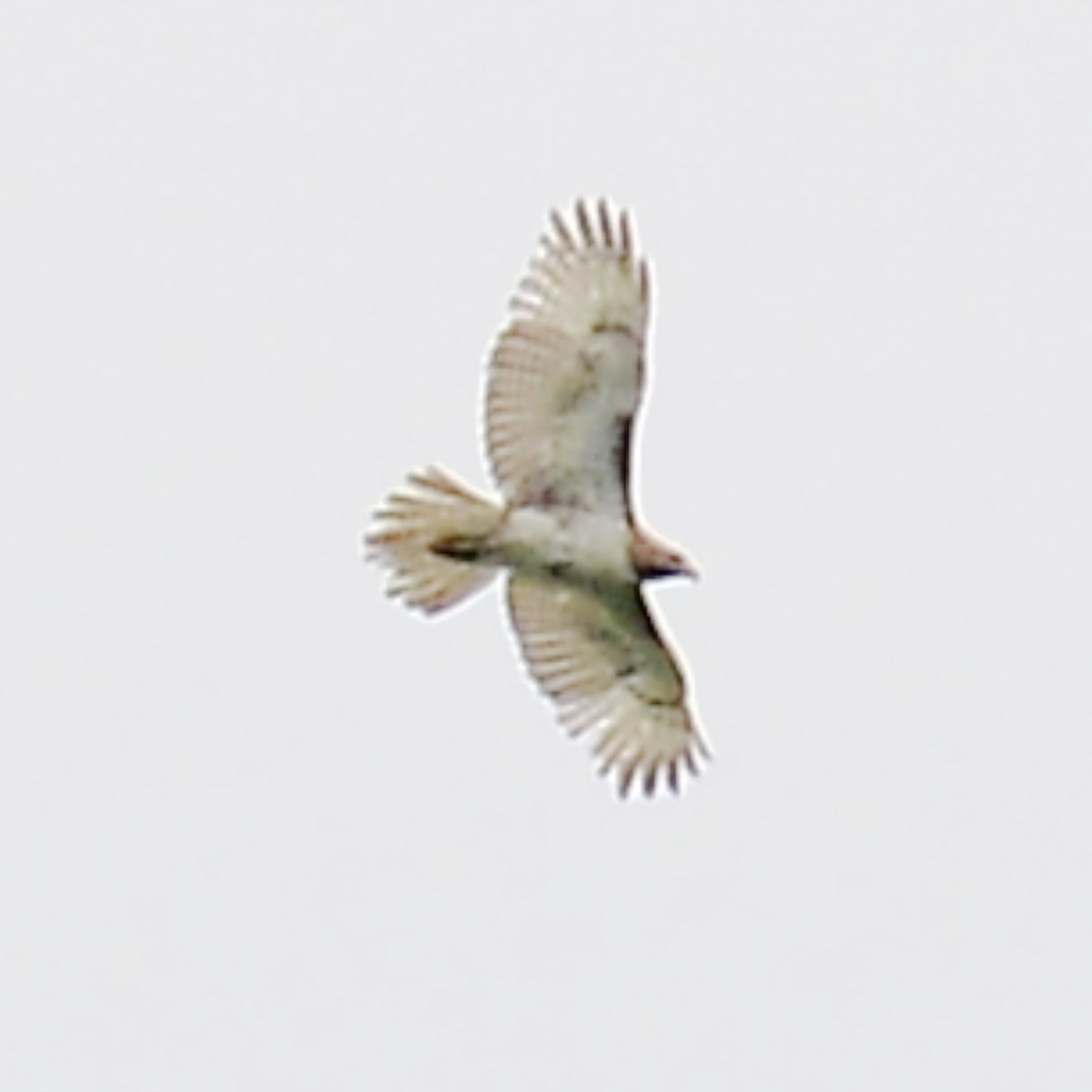 Red-tailed Hawk from Prue Rd Trailhead on March 24, 2024 at 09:56 AM by ...