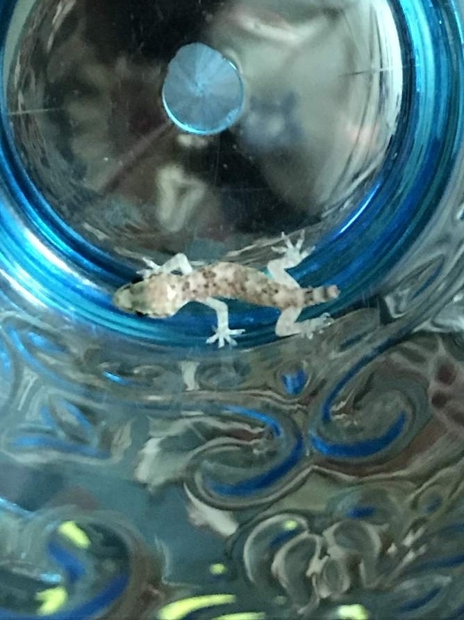 Mediterranean House Gecko from Columbus, GA 31909, USA on September 24 ...