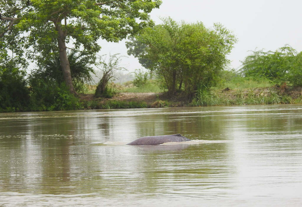 Indus River Dolphin in July 2021 by Zafeer Ahmed Shaikh. Indus blind ...