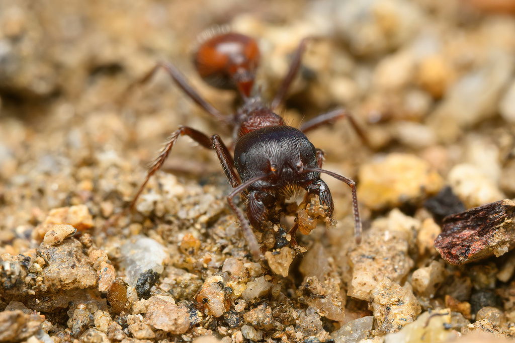 Rough Harvester Ant from San Diego County, CA, USA on March 23, 2024 at ...