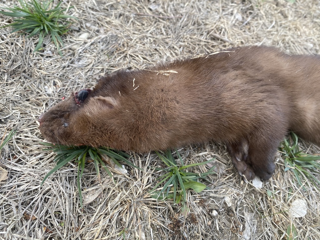 American Mink from Boyson Rd, Marion, IA, US on March 17, 2024 at 06:18 ...