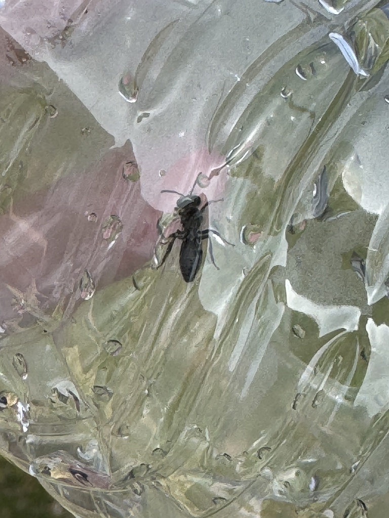 Panurginus in March 2024 by Nate Venarske. Male Andrena nothoscordi ...