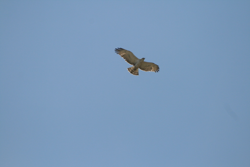 Short-toed Snake-Eagle from Parc naturel régional de Camargue, Arles ...