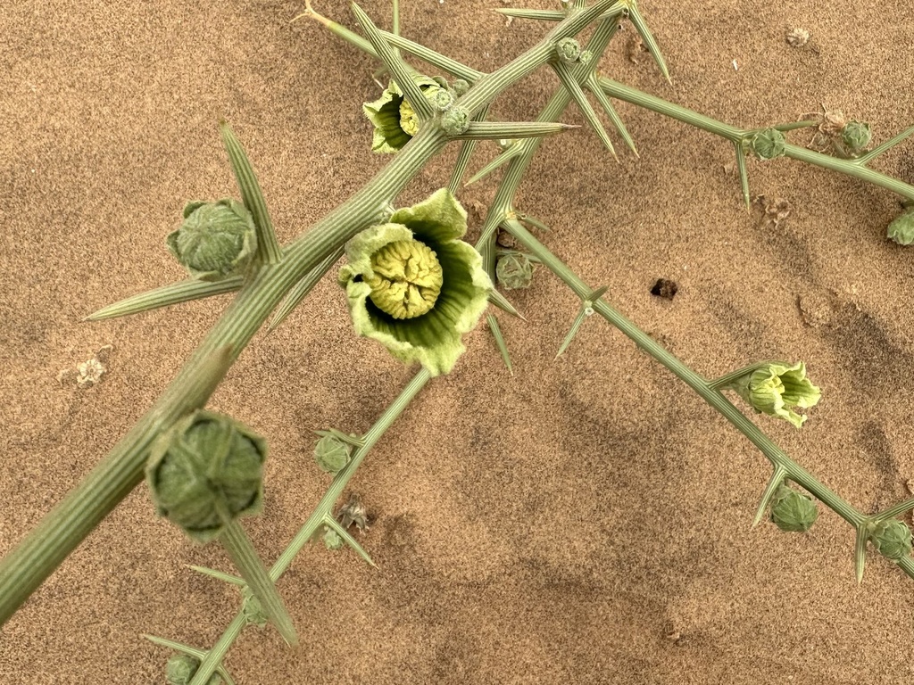 nara melon from Dorob-Nationalpark, Erongo, NA on March 23, 2024 at 10:00 AM by silviagu ...