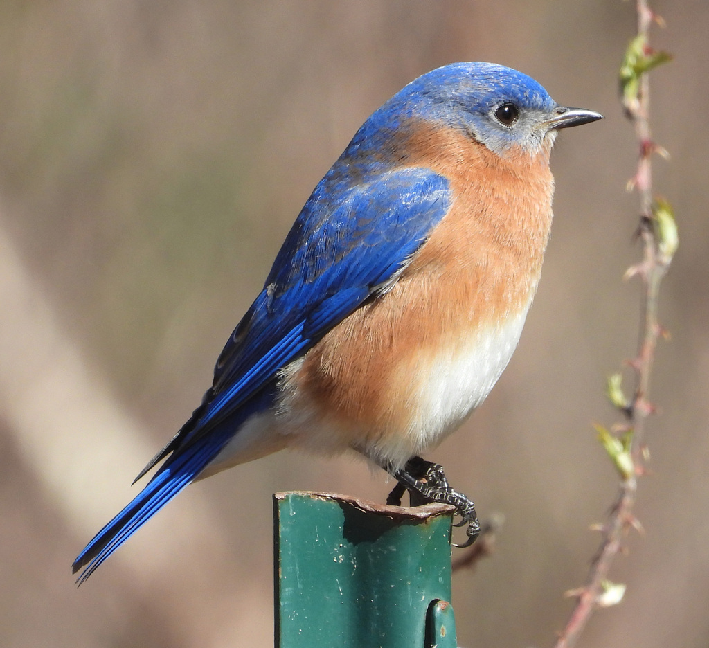 Eastern Bluebird from Kemp Mill, MD, USA on March 24, 2024 at 11:40 AM ...