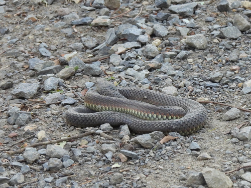 Highlands Copperhead (Austrelaps ramsayi) - Snakes and Lizards
