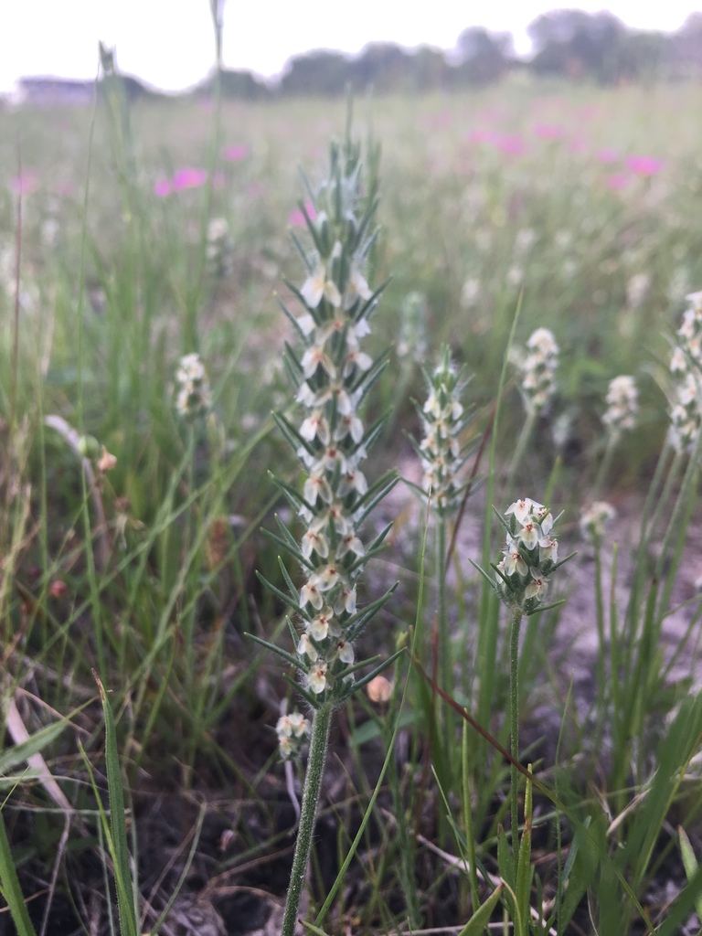 bracted plantain from 10841 Greenwillow St, Houston, TX, US on April 26 ...