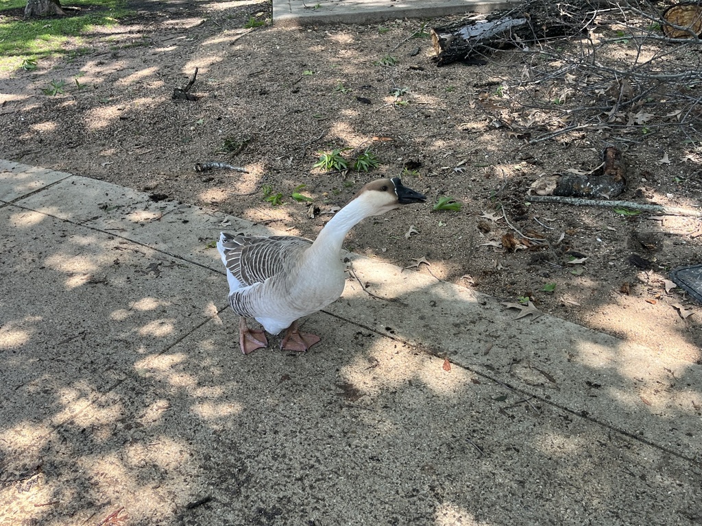 Swan Goose from Hermann Park, Houston, TX, US on March 22, 2024 at 01: ...